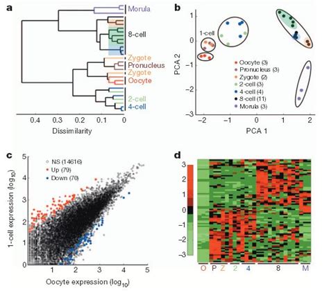 single cell rna sequencing yields genetic makeup of human and mouse