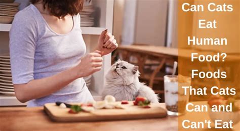 Can Cats Drink Cold Or Warm Milk Is It Safe Things You Need To Know