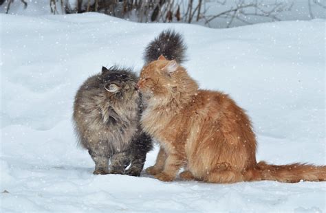 873389 Cats Two Grey Ginger Color Rare Gallery Hd Wallpapers