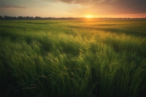 Premium Ai Image Green Fields At Sunset Generative Ai
