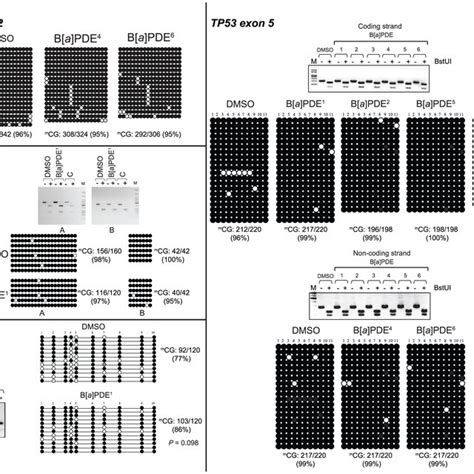 Locus Gene Specific Verification Of Dna Methylation Profiles In