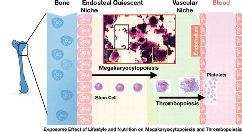 Platelets From Formation To Function Intechopen