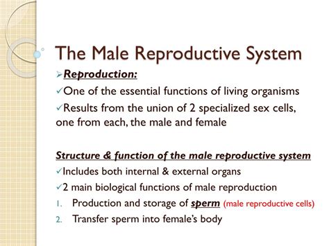 Structure And Function Of Male Reproductive System Pptx Powerpoint