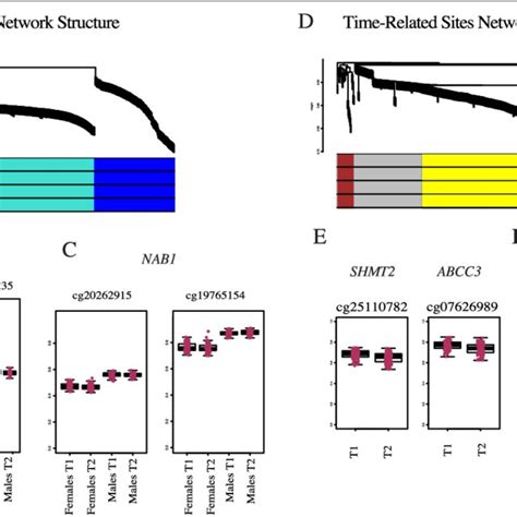 Network Structure And Example Hub Cpg Patterns From Sex And