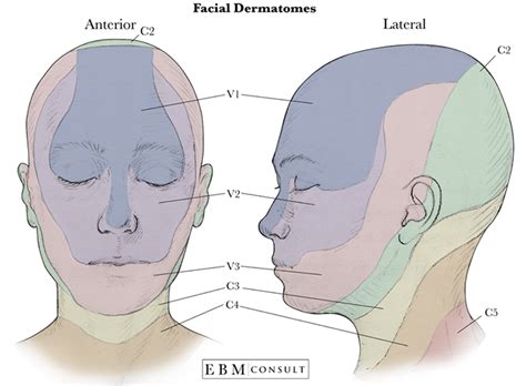Dermatomes Of Face Chart