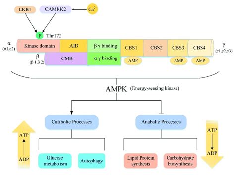 Adenosine Monophosphate Activated Protein Kinase Ampk Structure And
