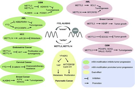 Multiple Functions Of M6a Methylation In Human Cancers Aberrant M6a