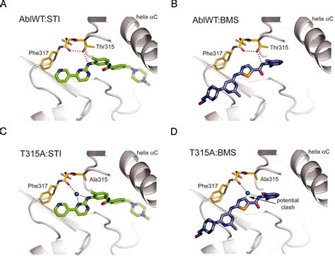 Comparative Analysis Of Two Clinically Active Bcr Abl Kinase Inhibitors