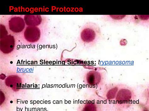 Ppt Group 3 Biomedical Importance Of Protozoa Powerpoint