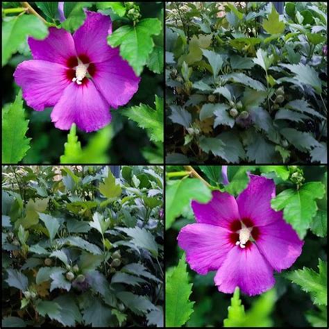 Hibiscus Single Purple X 1 Plants Rose Of Sharon China Deciduous Shrubs