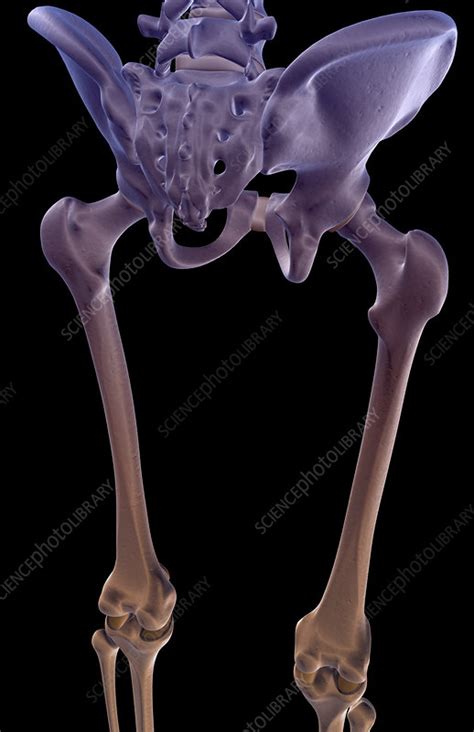 The Bones Of The Lower Limb Stock Image F001 6606 Science Photo