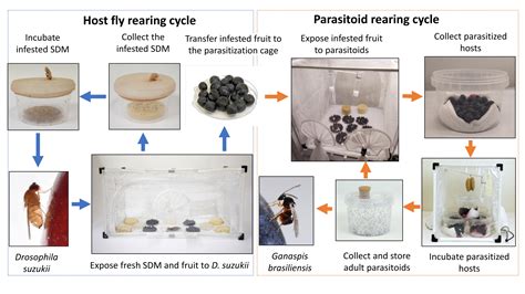 Methods For Rearing The Parasitoid Ganaspis Brasiliensis A Promising