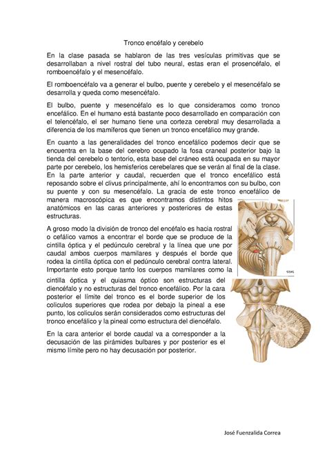 Ct2 Tronco Encéfalo Y Cerebelo Tronco Encéfalo Y Cerebelo En La Clase
