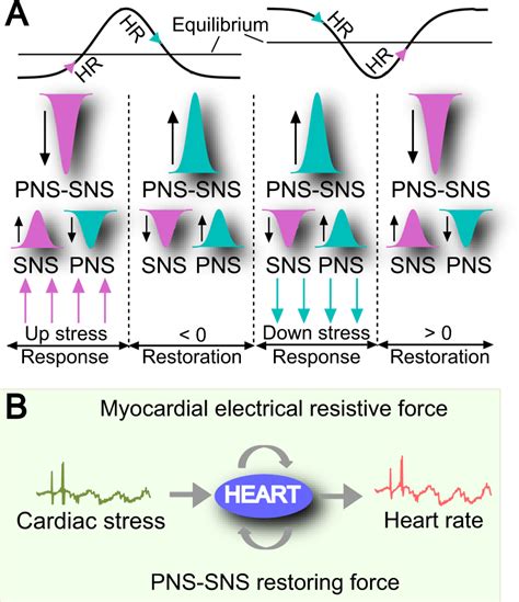 Cardiac Sympathetic Parasympathetic Nervous System Sns Pns And Forces