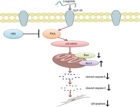 Schematic Showing The Regulation Of Apoptosis In Mscs Through The