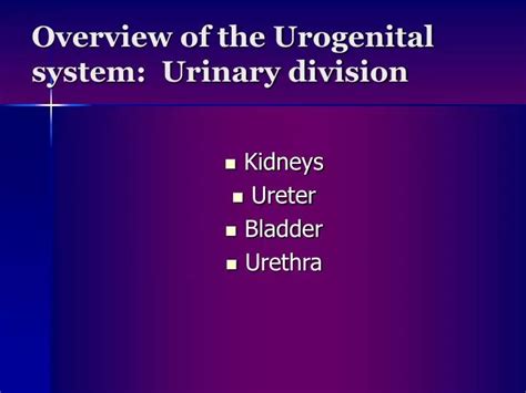 Ppt Overview Of The Urogenital System Urinary Division Powerpoint