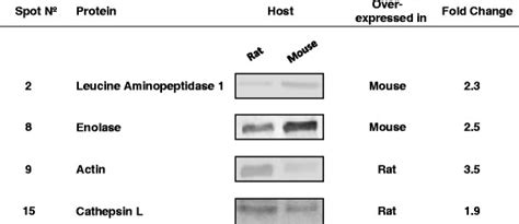 Western Blot Validation Of Several Differentially Expressed Protein