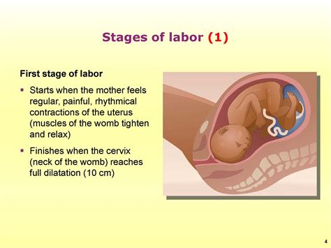 Stages Of Vaginal Delivery
