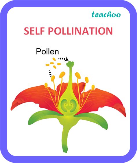 Define Pollination Explain Different Types Of Pollination List Two