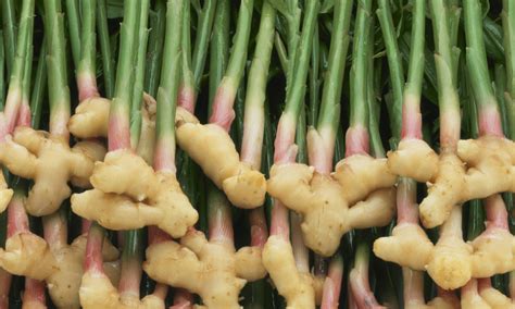 gardens get your ginger up life and style the guardian