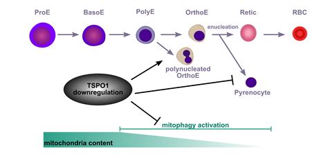 Ijms Free Full Text Downregulation Of Mitochondrial Tspo Inhibits