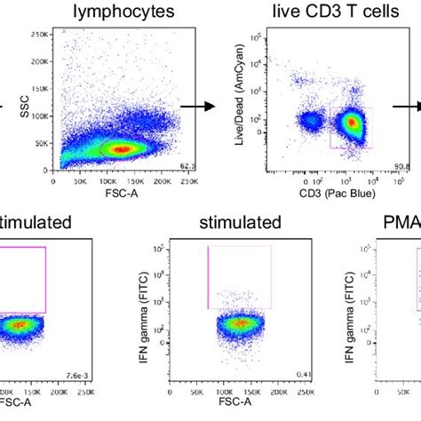 Flow Cytometric Gating Strategy For Ics With Pbmc Doublets Were First