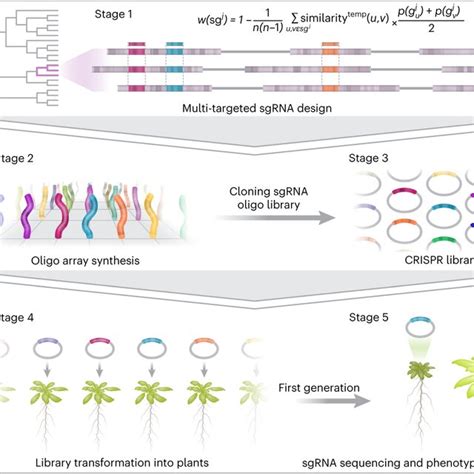 Overview Of Multi Knock The Genome Scale Multi Targeted Crispr