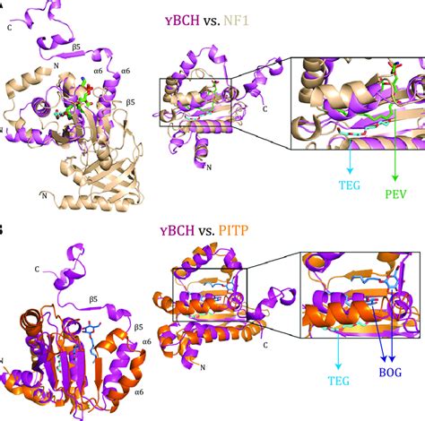 Structural Comparison Between Y Bch Domain And Sec14 Domains A