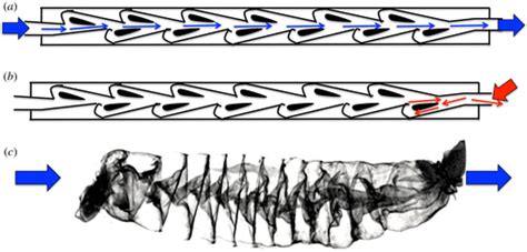 Shark Spiral Intestines May Operate As Tesla Valves Proceedings Of