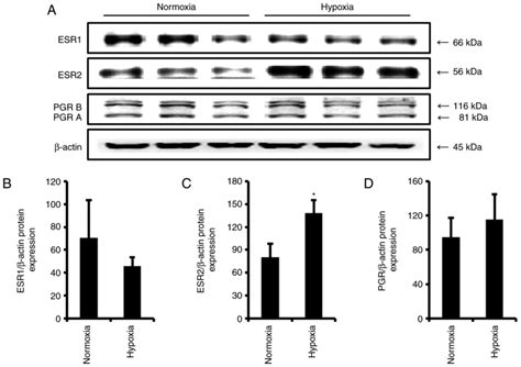 the expression and activation of sex steroid receptors in the