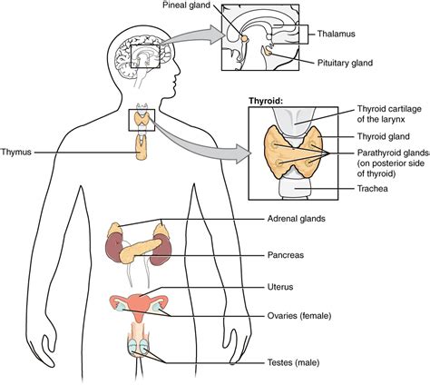 Basic Anatomy And Physiology Of The Endocrine System – Medical