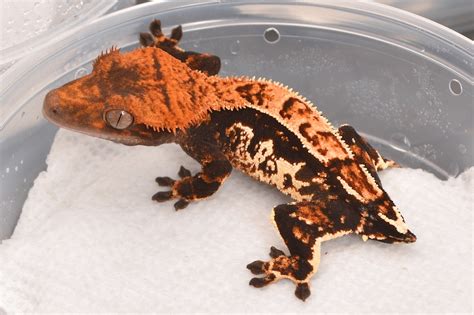 soft scale extreme whitout whitewall halloween pinstripe