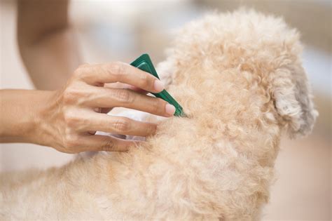 Teken Bij Je Hond Voorkomen En Verwijderen Dier En Zorg Gids