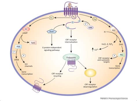 sex specific cell signaling the corticotropin releasing factor