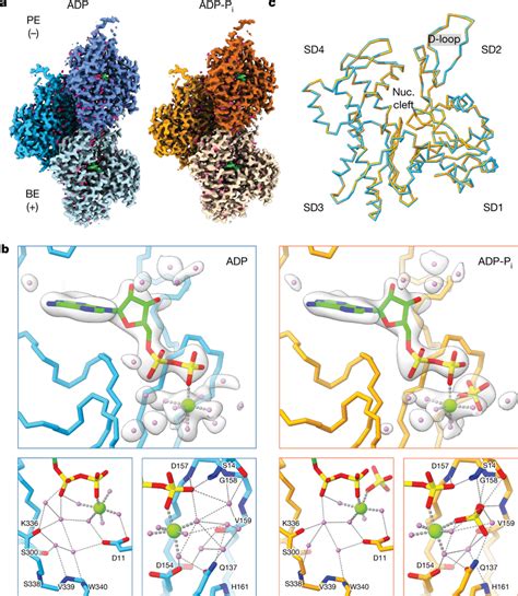 Nucleotide Cleft Water Networks Are Remodelled Upon Phosphate Release