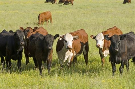 Beef Cattle Farming For Beginners Countryside