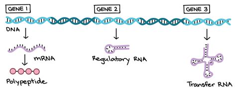 Genetic Code Definition Examples And Forms