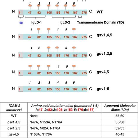 Schematic Structure Of Icam 2 And Icam 2 Variants Schematic