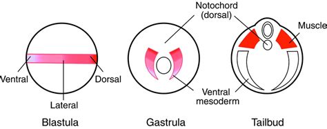 Mesoderm Myogenic And Muscle Gene Expression In The Xenopus Embryo