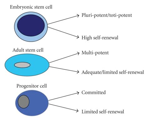 Differentiation And Self Renewal Potential Of Embryonic Stem Cells