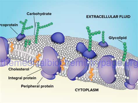 Cell Membrane Transmembrane Proteins
