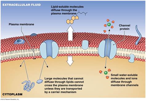 cell membrane diagram simple