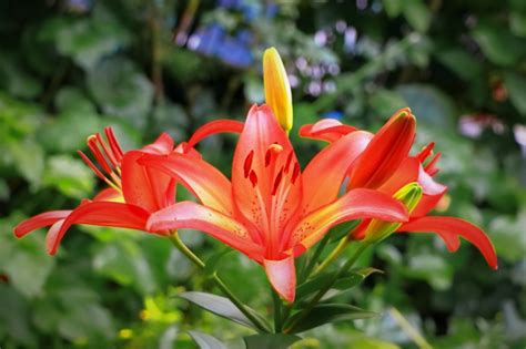 【百合 ユリ の花言葉】品種・種類や、特徴、色別の花言葉の由来を解説！ゆりには怖い意味もある？ 庭革命株式会社
