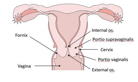 Anatomy Of The Uterus Female Reproductive Anatomy Geeky Medics