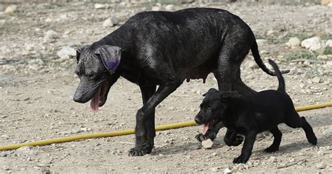 ¡toma Nota Consejos Para Ayudar A Un Perro Callejero