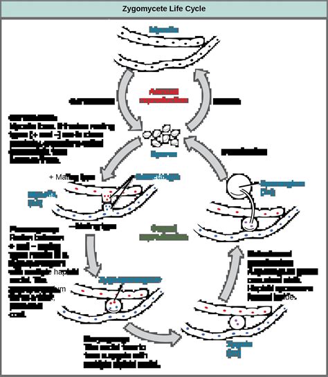 24 2 Classifications Of Fungi Biology 2e Openstax