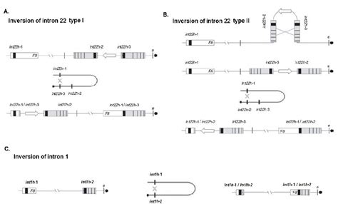 Figure 1 From Identification Of Intron 1 And Intron 22 Inversions Of