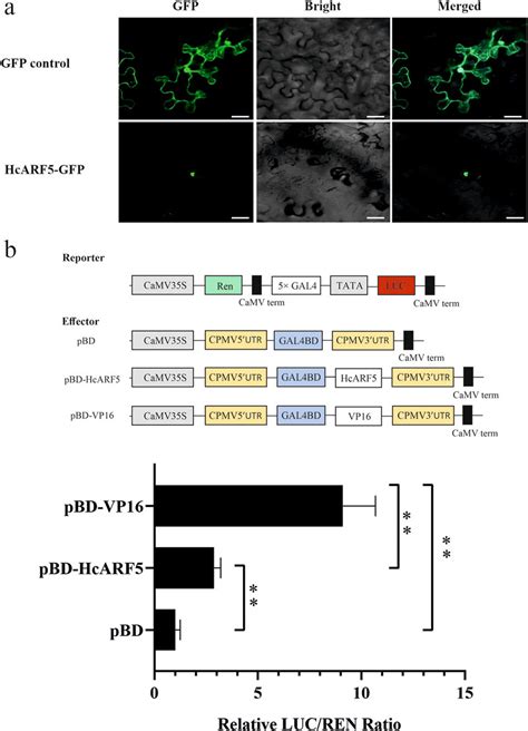 Subcellular Localization And Transcription Activity Of Hcarf5 A