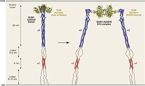 Frontiers Molecular Insights Into Linc Complex Architecture Through