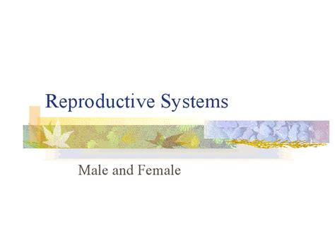 Reproductive Systems Male And Female Ppt For 8th 12th Grade